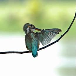 Why do birds preen themselves? – My Nature Experiences