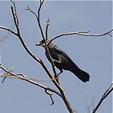 House Crow caching meat – Bird Ecology Study Group