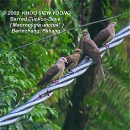Barred and Little Cuckoo Doves roosting together – Bird Ecology Study Group